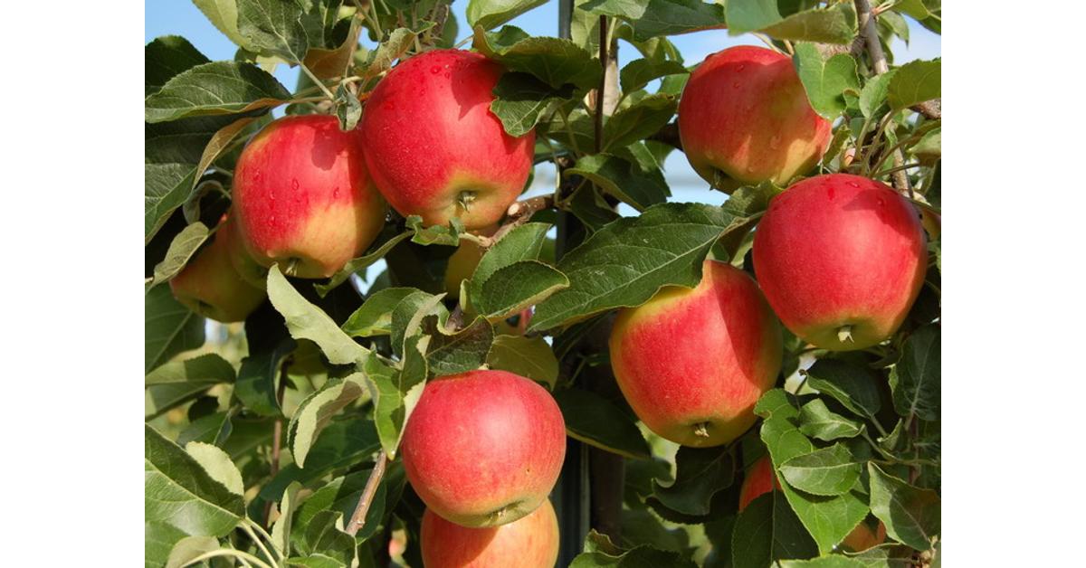 Alma gyümölcsfa fajták Malus domestica