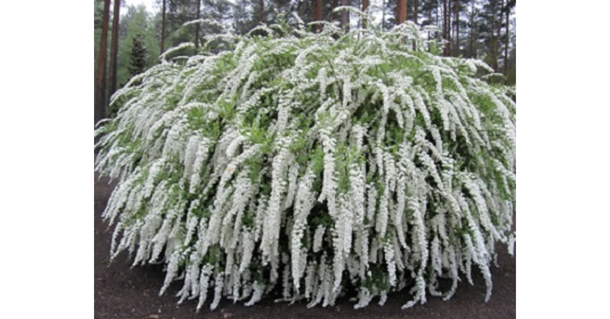 Cserjék, Bokrok, Díszcserjék