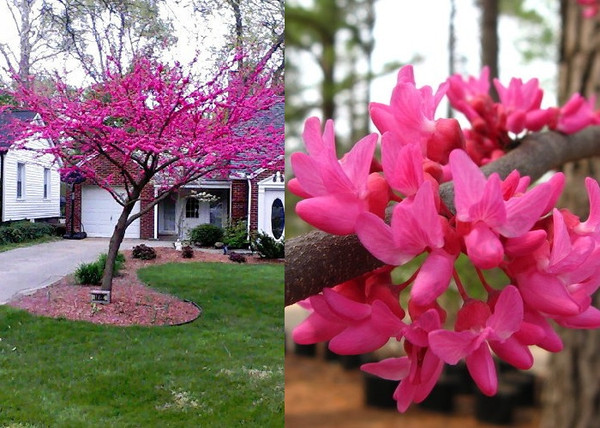 Cercis canadensis Appalachian Red / Piros virágú kanadai júdásfa