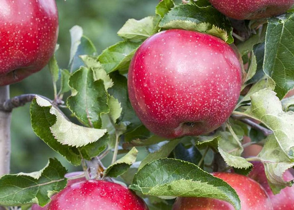 Malus domestica Florina / Florina alma