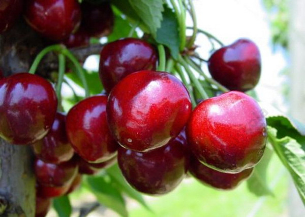 Prunus avium Katalin / Katalin cseresznye