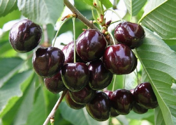 Prunus avium Szomolyai fekete / Szomolyai fekete cseresznye