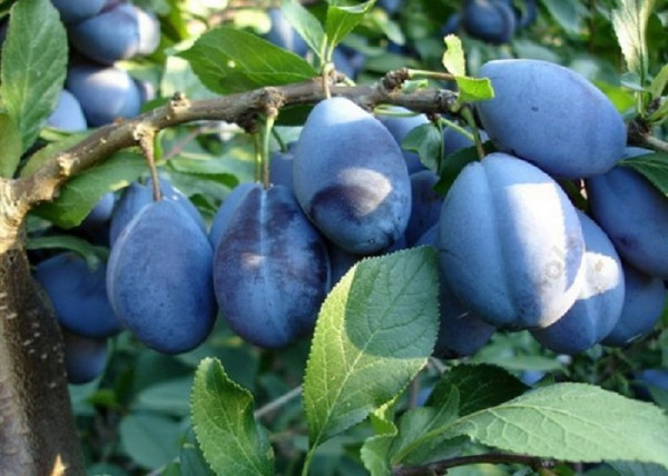 Prunus domestica Stanley / Stanley szilva