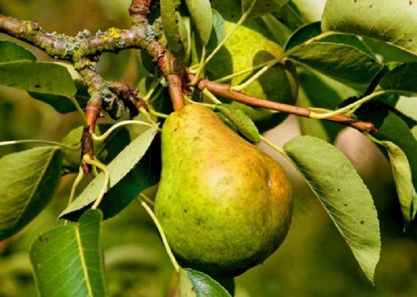 Pyrus communis williams / Vilmos körte