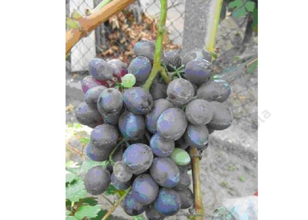 Vitis vinifera Ruby king / Ruby king vörös csemegeszőlő