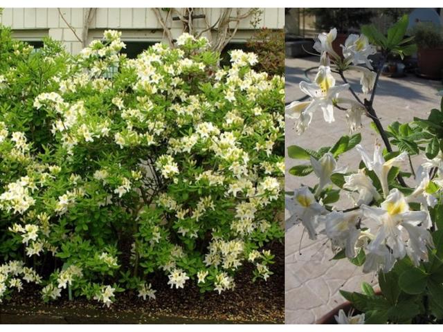 Azalea rhododendron persil / Fehér azálea azalia