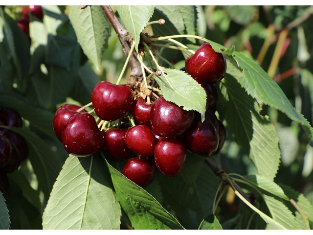 Prunus Avium Regina / Regina cseresznye