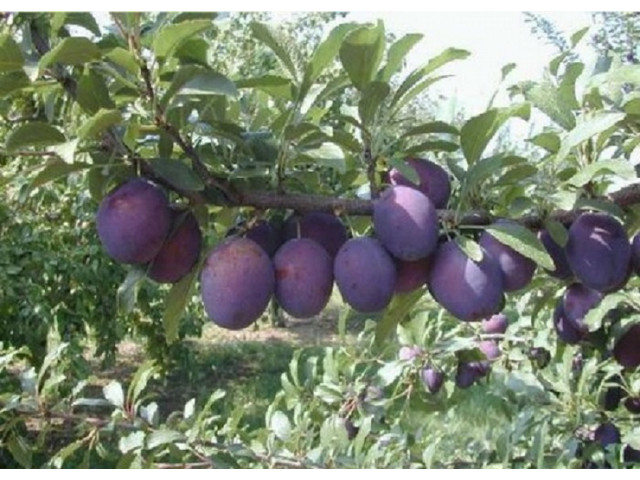 Prunus domestica Althann ringlo / Althann ringlo szilva