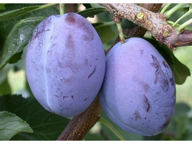 Prunus domestica President / President szilva