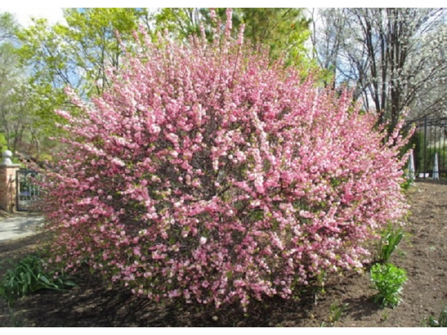 Prunus triloba Multiplex / Teltvirágú babarózsa