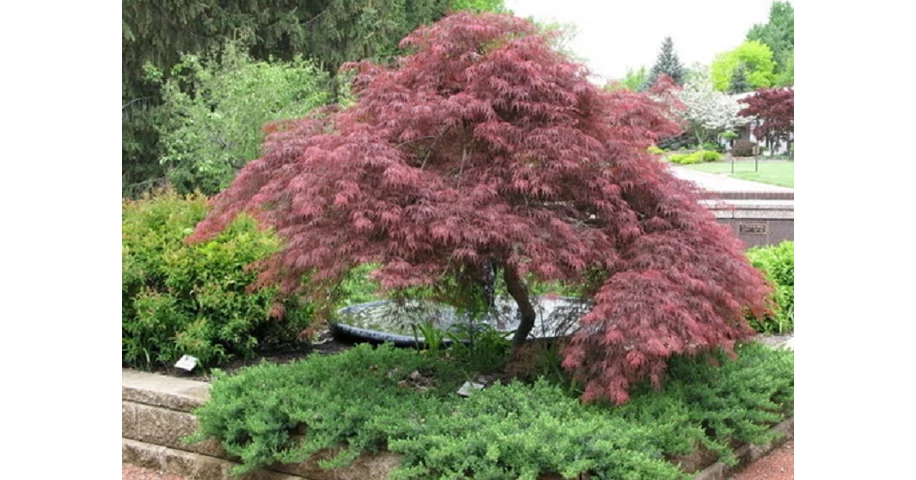 Acer Palmatum dissectum Garnet / Vörös szeldelt levelű Japán juhar