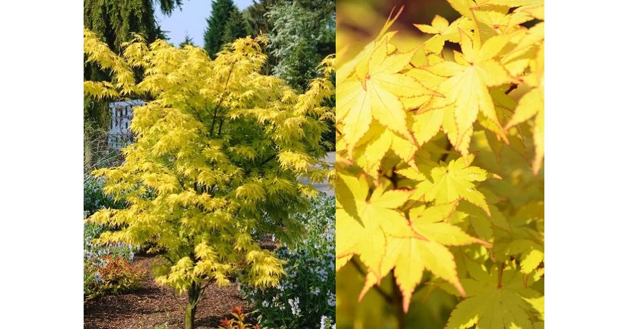 Acer palmatum Summer Gold / Aranysárga lombú japán juhar