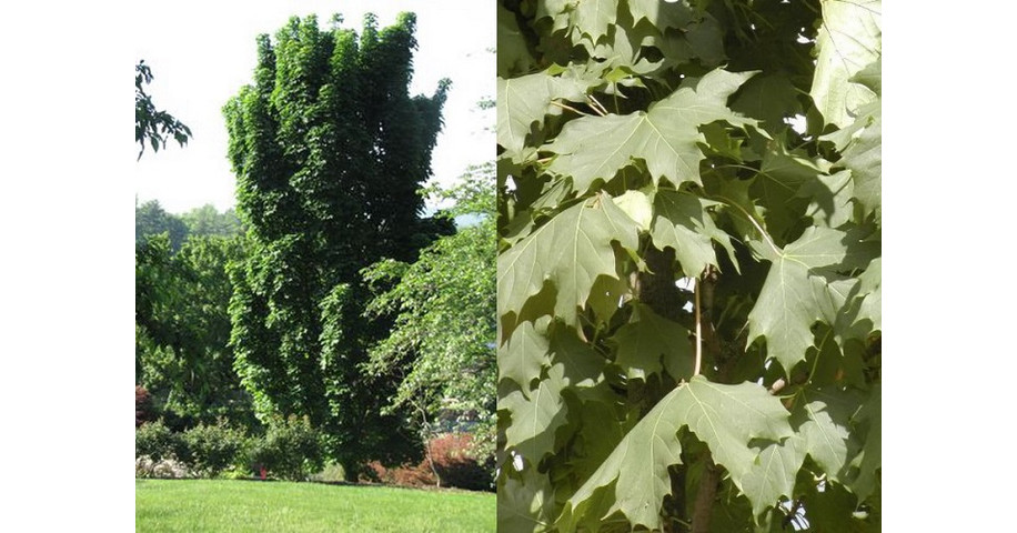Acer platanoides Olmstedt / Oszlopos korai juhar
