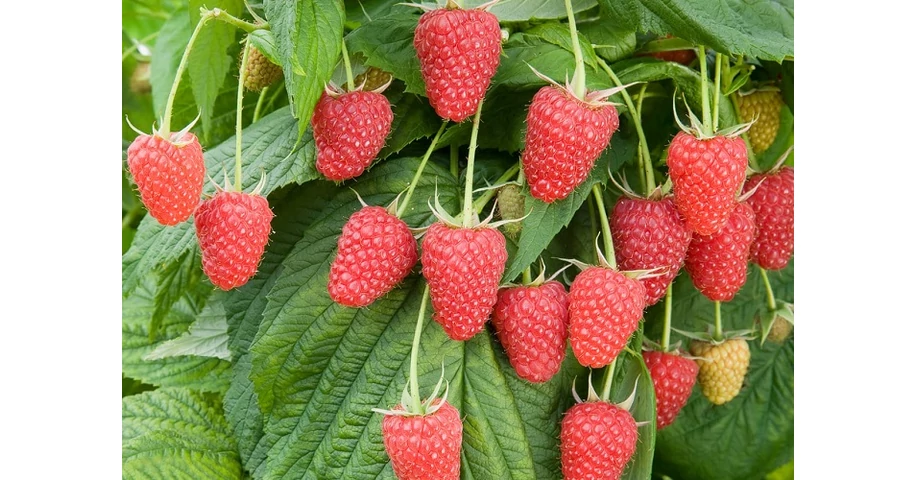 Raspberry Autumn Bliss / Autumn Bliss málna