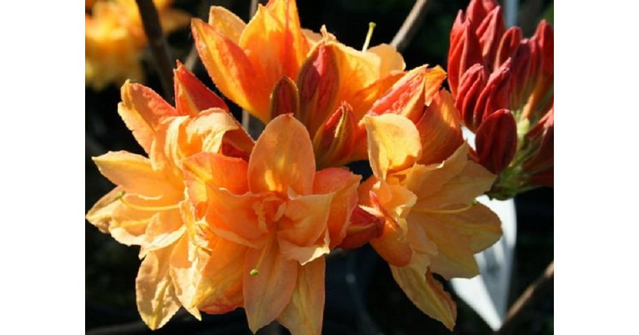 Azalea rhododendron csardas / Sárga azálea azalia