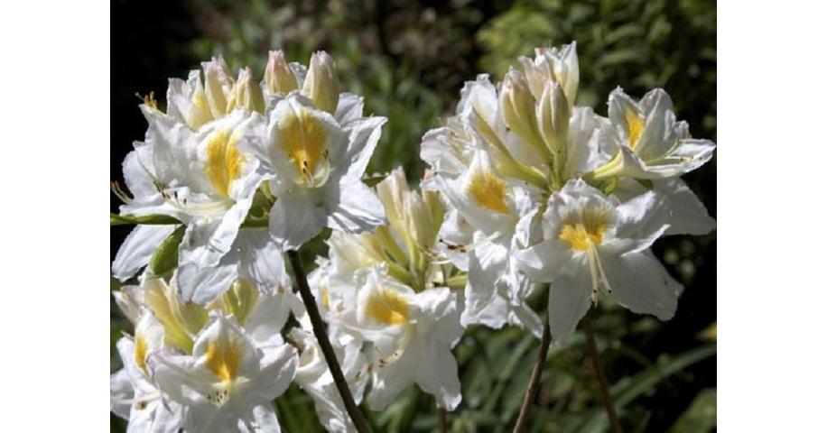 Azalea rhododendron persil / Fehér azálea azalia