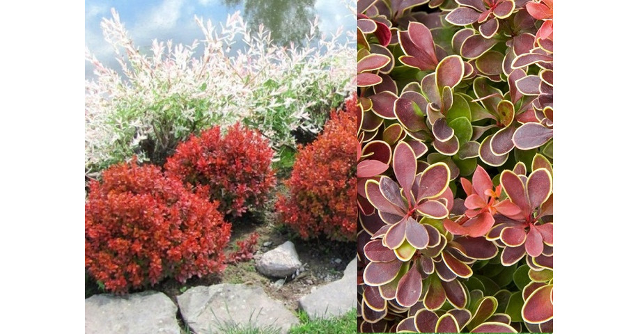 Berberis thunbergii Admiration / Törpe japán borbolya