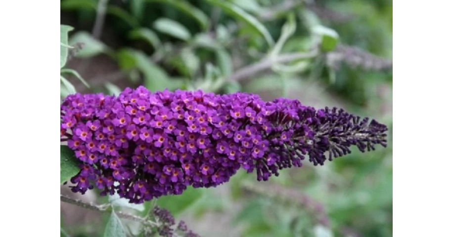 Buddleia davidii border beauty / Nyáriorgona bíborlila