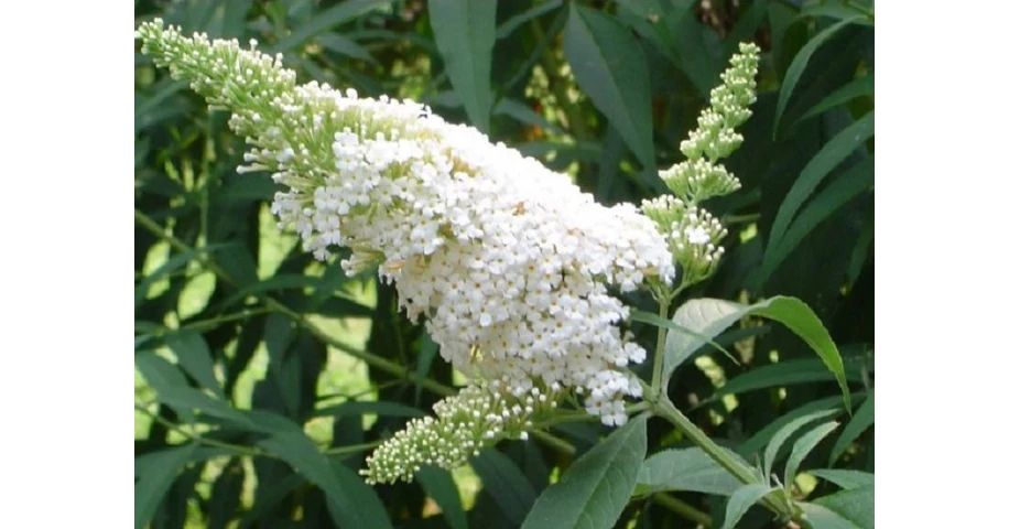 Buddleia hybrid white ball / Nyáriorgona fehér