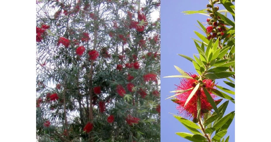 Callistemon viminalis Inferno / Kefevirág