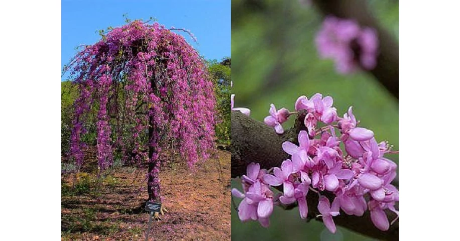 Cercis canadensis Covey Lavender Twist / Lila virágú csüngő kanadai júdásfa