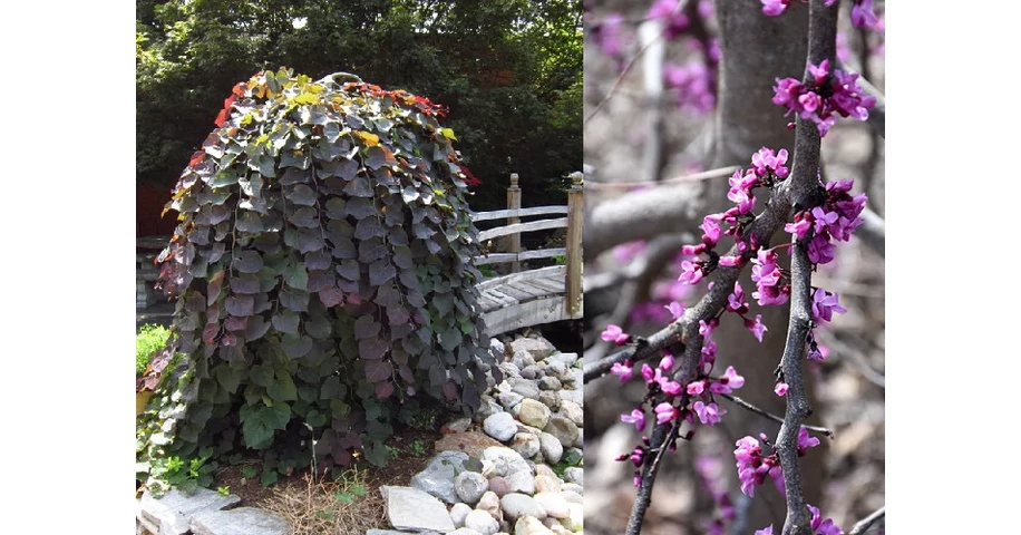 Cercis canadensis Ruby Falls / Bordó levelű csüngő kanadai júdásfa