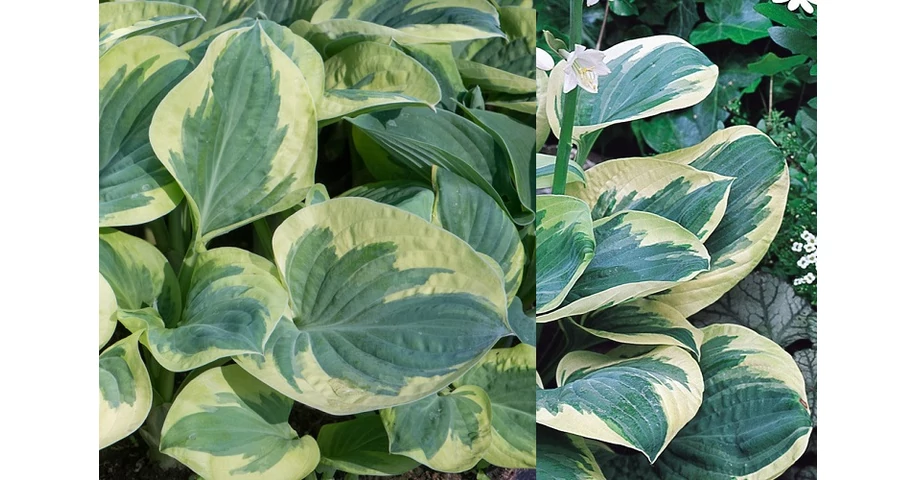 Hosta hybrid Snow Cap / Árnyékliliom