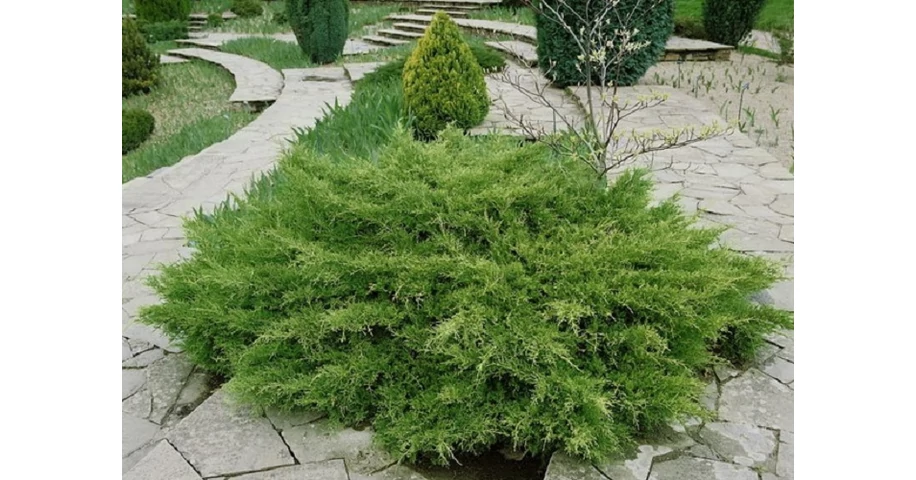 Juniperus media Pfitzeriana Compacta / Terülő boróka