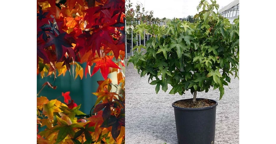 Liquidambar styraciflua Gum ball / Amerikai ámbrafa gömb