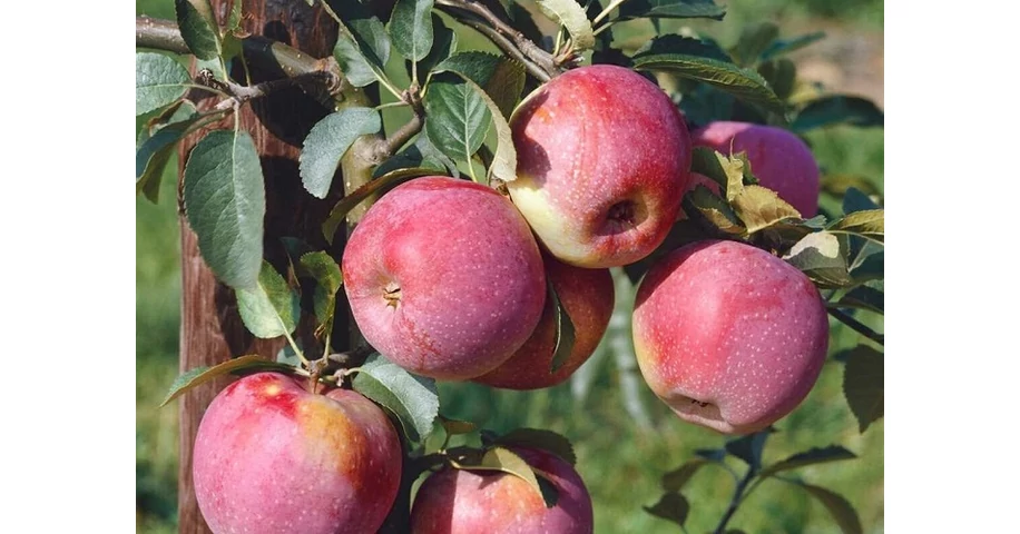 Malus domestica Florina / Florina alma