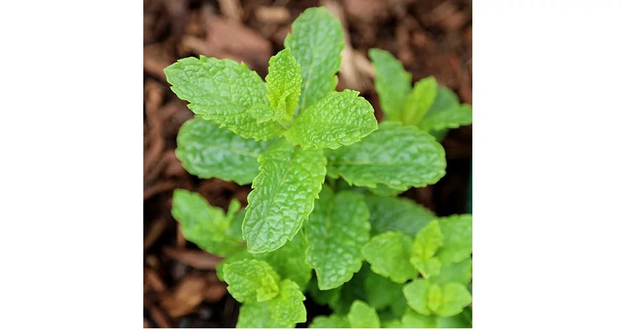 Mentha crispata / Fodormenta