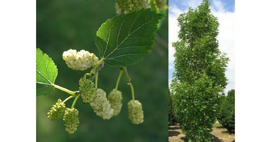 Morus alba Pyramidalis / Oszlopos eperfa