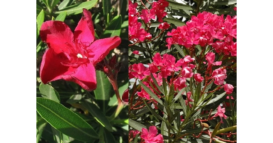 Nerium oleander Hardy Red / Télálló piros leander - Profi Faiskola ...