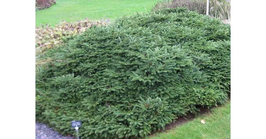Picea abies Pumila Nigra / Törpe Luc