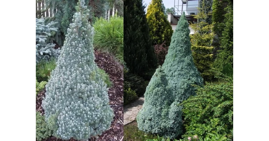 Picea glauca Sanders Blue / Kék cukorsüvegfenyő