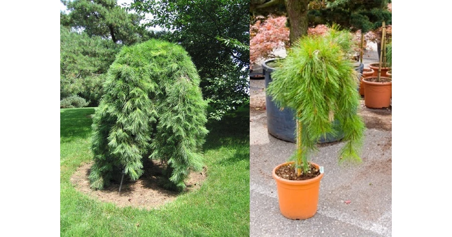Pinus densiflora Pendula / Csüngő Japán vörösfenyő