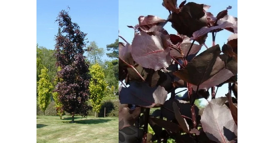 Populus deltoides Purple Tower / Vörös levelű oszlopos nyár