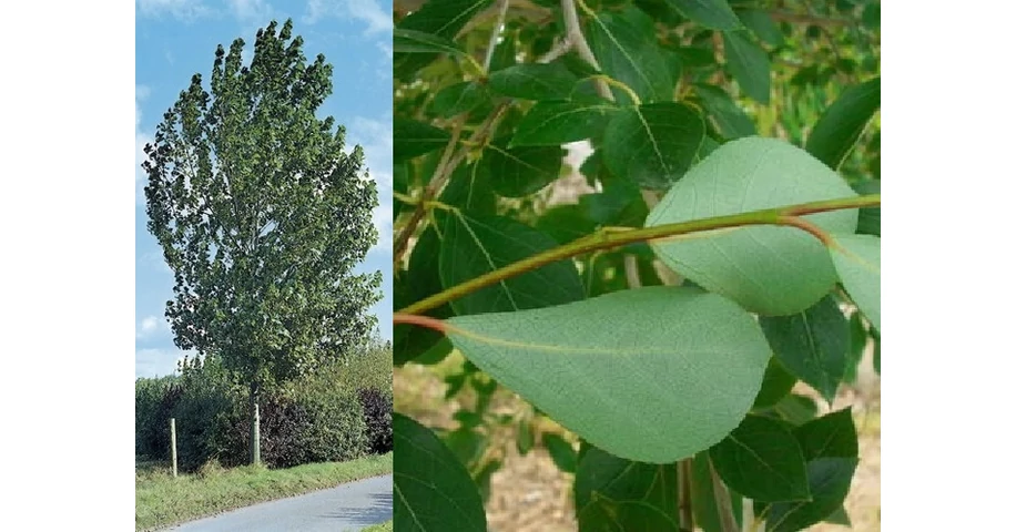 Populus simonii Fastigiata / Oszlopos kínai nyár