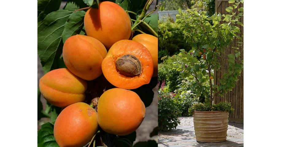 Prunus Armeniaca Compacta / Compacta féltörpe Kajszibarack