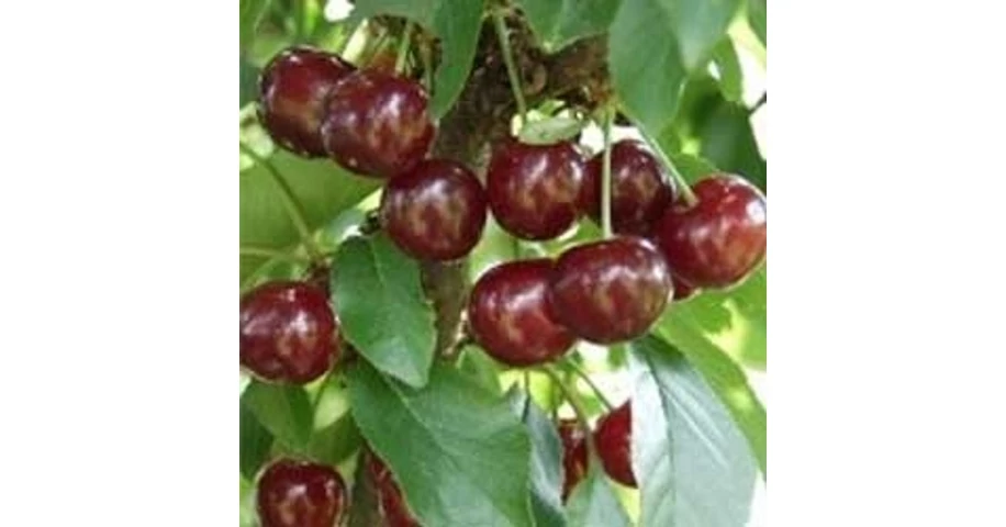 Prunus cerasus Maliga emléke / Maliga Emléke meggy