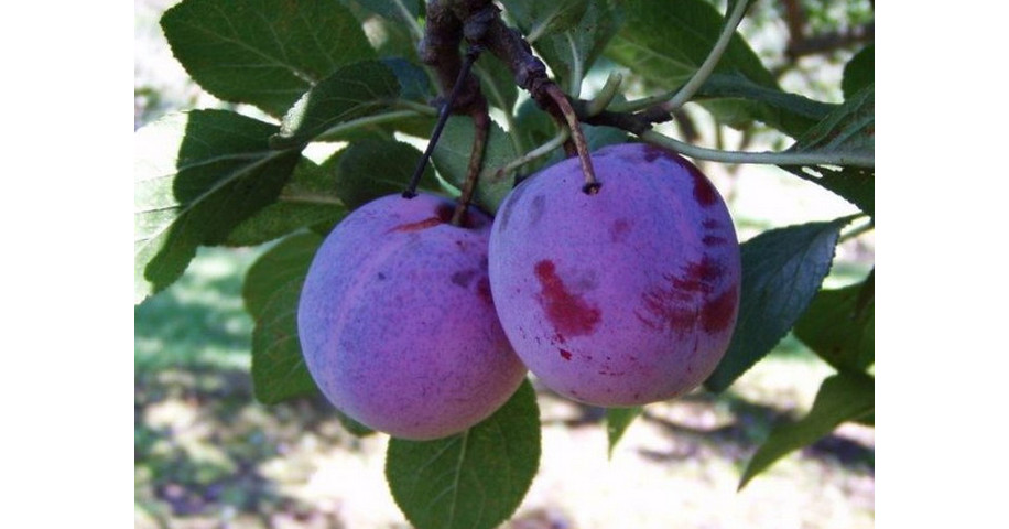 Prunus domestica Althann ringlo / Althann ringlo szilva