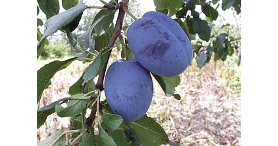 Prunus domestica Cacanska rodna / Cacanska rodna szilva