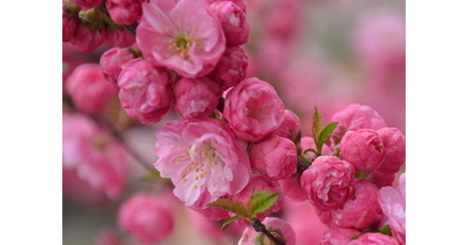 Prunus triloba Multiplex / Teltvirágú babarózsa