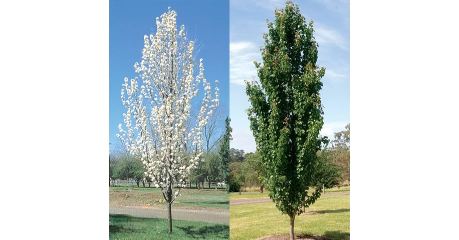 Pyrus calleryana capital / Oszlopos kínai díszkörte