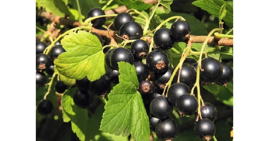 Ribes nigrum fertődi 1 / Fertődi 1 fekete ribizli