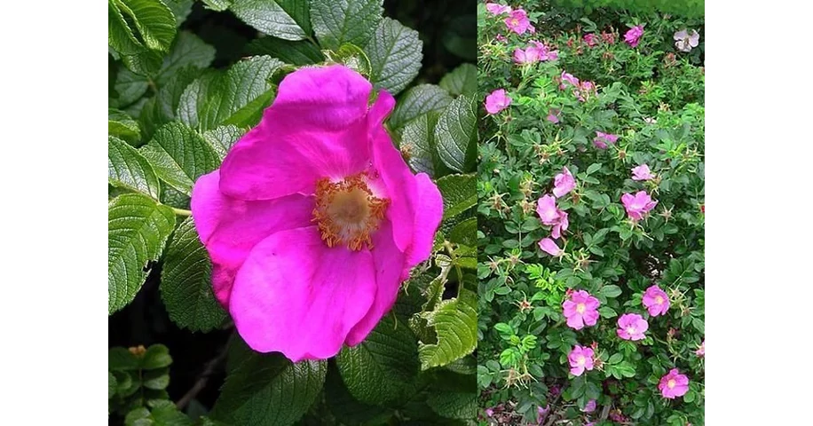 Rosa rugosa Rubra / Japán rózsa