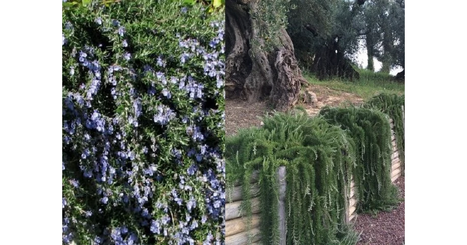 Rosmarinus officinalis repens / Kúszó rozmaring