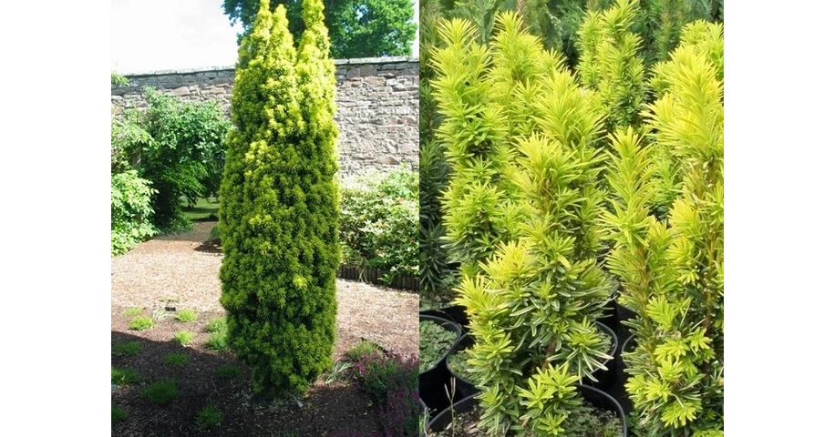 Taxus baccata Stricta Viridis / Oszlopos tiszafa