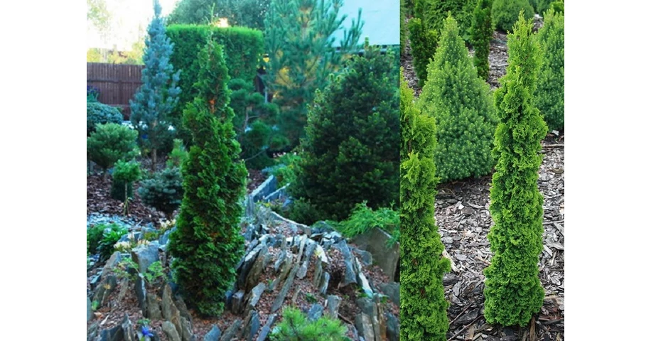 Thuja occidentalis Spiralis Mini / Törpe spirál tuja