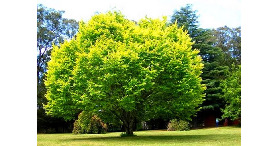Ulmus glabra Lutescens / Arany lombú hegyi szil